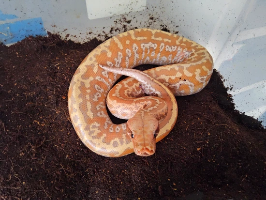 Zigzag T+ Batik Blood Python by Apex Pythons