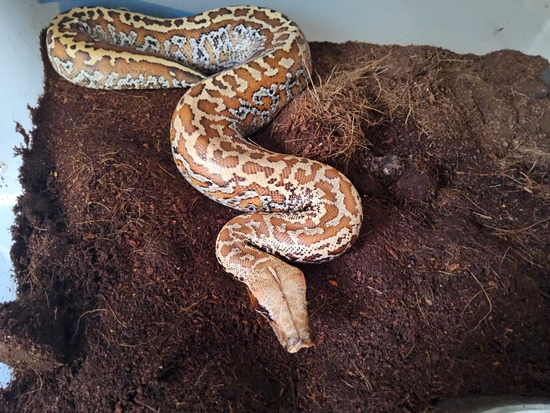 Zigzag,batik ,het T Blood Python by Apex Pythons