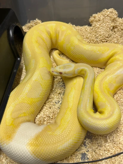 Albino Pied Ball Python by Matilda's Snake Room