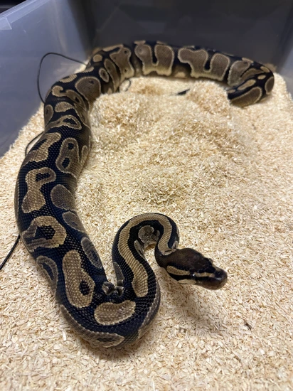 Classic Het Pied Ball Python by Matilda's Snake Room