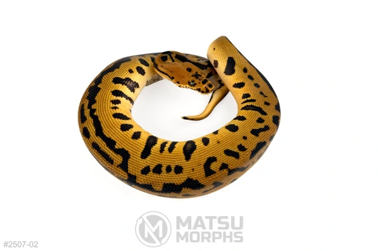Batman Ball Python by Matsu Morphs