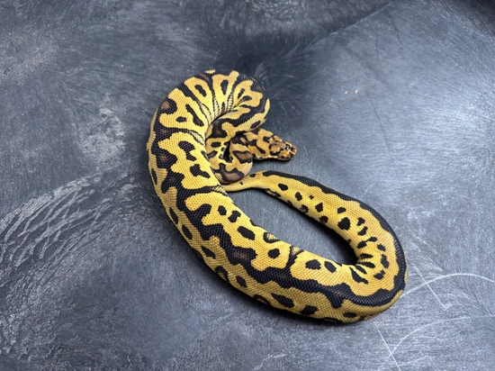 GHI Batman Ball Python by KMB Reptiles