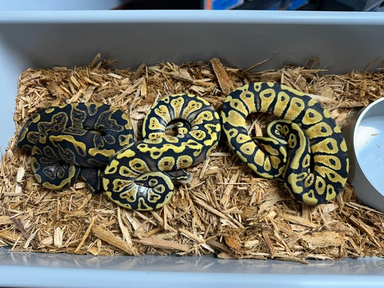 GHI Hypo Puzzle Project 1.2 Ball Python by KMB Reptiles