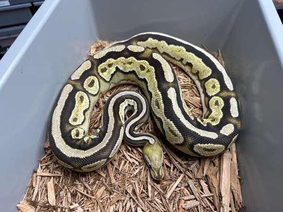Orange Dream Cinnamon Vanilla 66% Het Tristripe Ball Python by KMB Reptiles