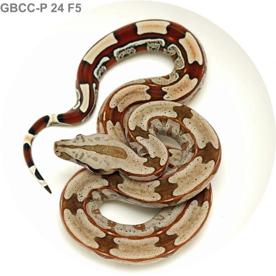 Parsons Guyana BCC 2024 Female True Red-Tailed Boa Constrictor by Matt ...