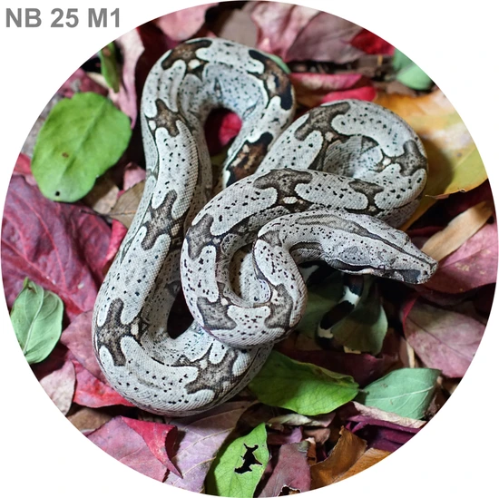 North Brazilian BCC 2025 Dyer-line Pair True Red-Tailed Boa Constrictor ...