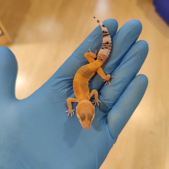 Super Tangerine Poss Carrot Tail Leopard Gecko by The Reptile Room
