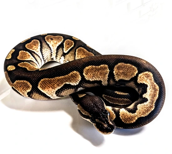 Cinnamon Confusion Zuwadi 50% Het Lavender Albino Ball Python by Matt ...