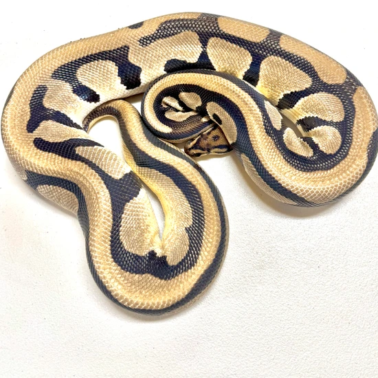 Super Orange Dream Het Desert Ghost Ball Python by Matt Byram Exotics