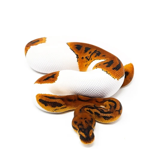 Super Orange Dream Leopard Clown Pied Ball Python by Matt Byram Exotics