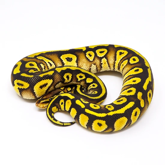 Pastel Phantom YellowBelly Fire Het Clown 66% Het Hypo 50% Het Desert ...