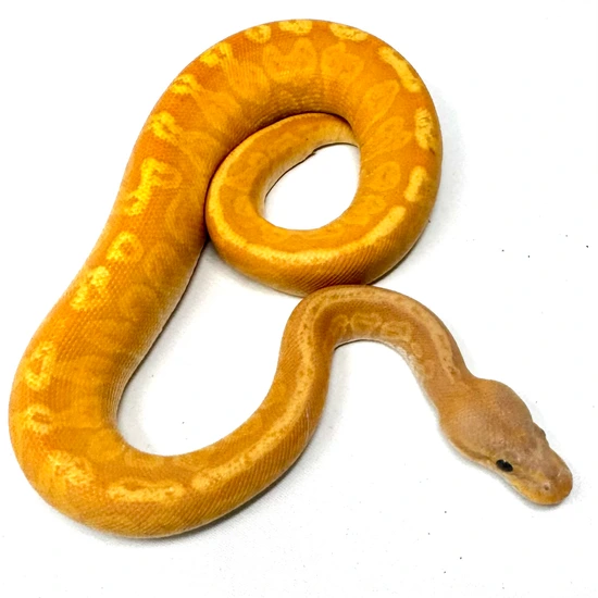 Banana Sunset 50% Het Desert Ghost 50% Het Cryptic 50% Het Clown Ball ...