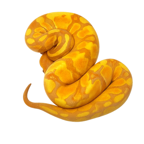 Banana Enchi 66% Het Sunset 50% Het Desert Ghost 50% Het Cryptic 50% ...