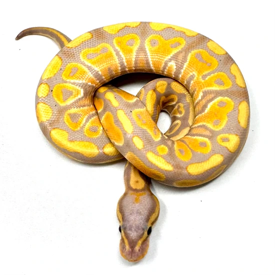 Banana 66% Het Sunset 50% Het Desert Ghost 50% Het Cryptic 50% Het ...