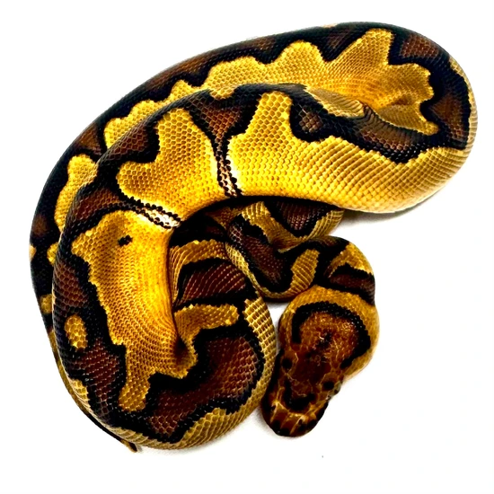 Enchi Clown 50% Het Sunset 66% Het Desert Ghost Ball Python by Matt ...