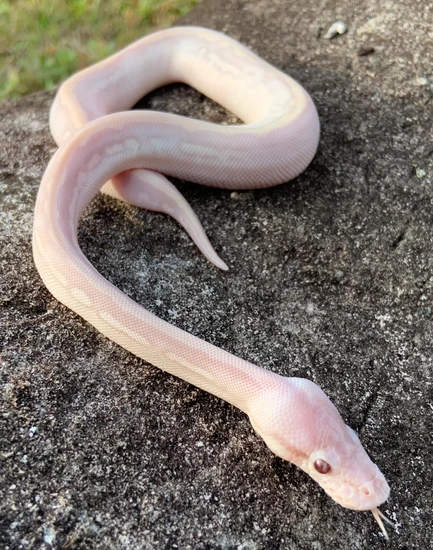 Super Phantom(Purple Haze Albino) Ball Python by LMC Reptiles