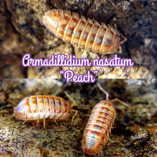 Armadillidium Nasatum “peach Isopod by Lizard Wizard Reptiles