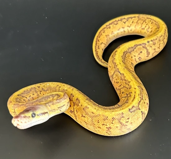 Super Blast Yellow Belly Confusion Ball Python by Martinez Morphs