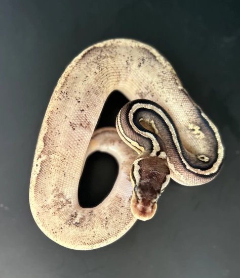 Sterling Yellow Belly Poss Confusion Ball Python by Martinez Morphs