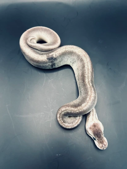 Super Black Pastel Champagne Ball Python by Martinez Morphs