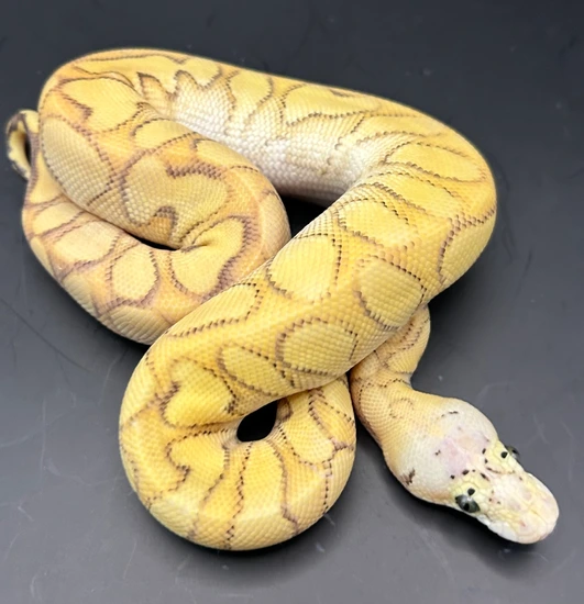Clown ,Spotnose, Mojave, Yellow Belly, GHI 100% Het Desrt Ghost Ball ...