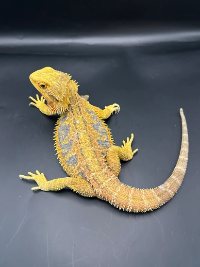 Citrus Bearded Dragon Blue Bars Central Bearded Dragon by Martinez Morphs