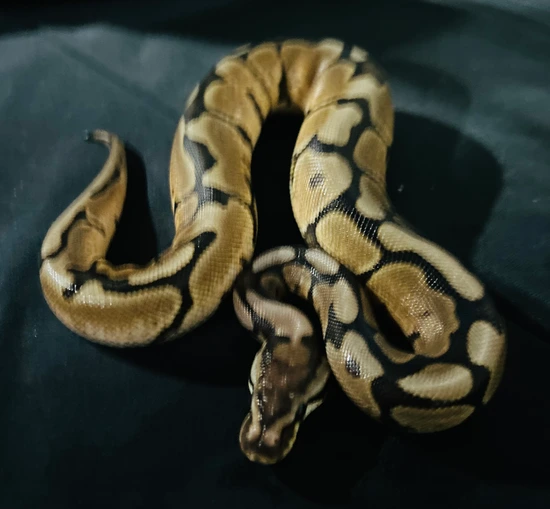 Confusion Spider Ball Python by Martinez Morphs