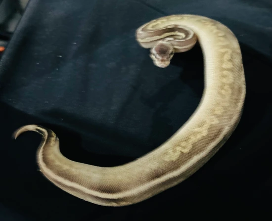 Mystic Potion Confusion Pintripe Yellow Belly Pastel Ball Python by ...