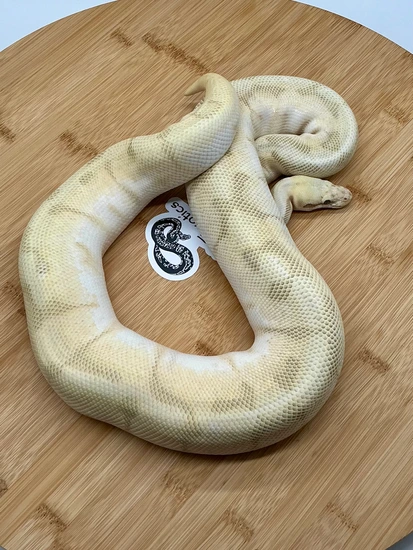 Hypo Butter Enchi Spider Het Desert Ghost Ball Python by ML Exotics