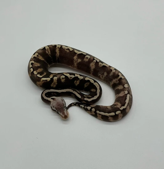 Super GHI Pastel Calico Ball Python by ML Exotics
