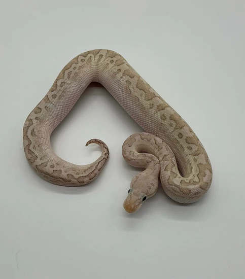 Bamboo Pastel Crypton Ball Python by ML Exotics