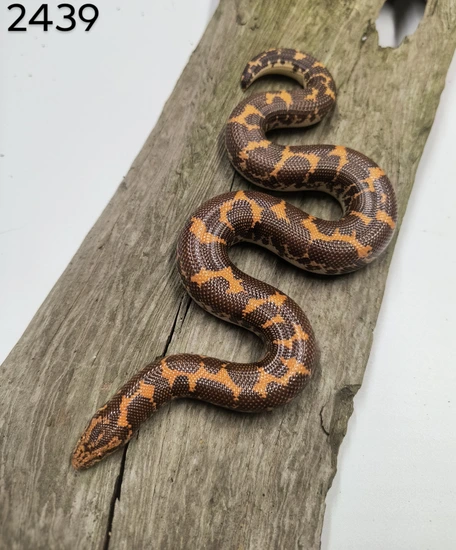 Normal Kenyan Sand Boa by Tectonic Exotics