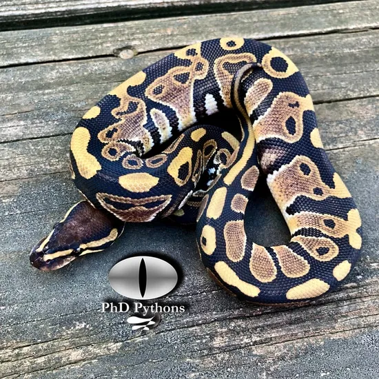 100% Het G-Stripe 100% Het Ghost 50% Het Pied Ball Python by PhD Pythons