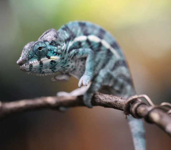 True Blue Nosy Be Panther Chameleon by Chromatic Chameleons and Exotics