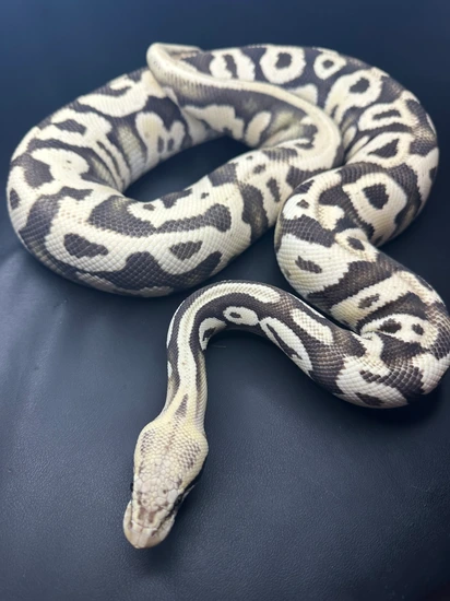 PB Pastel Leopard Harlequin DG Ball Python by Monterey Bay Morphs