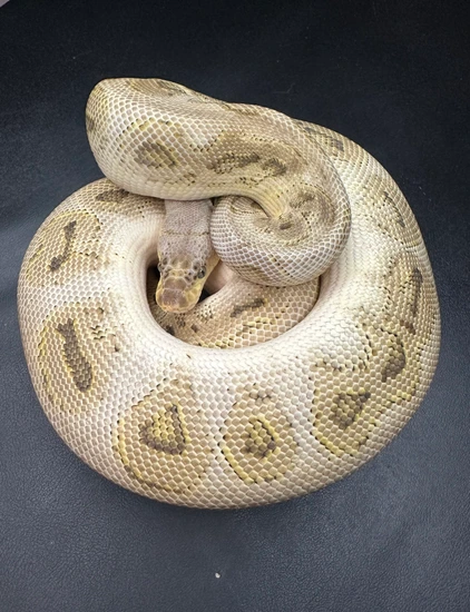 Pastel Bongo Clown Ball Python by Monterey Bay Morphs