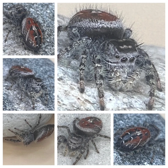Phiddipus Adumbratus I6 Jumping Spider by Maverick the Jumping Spider