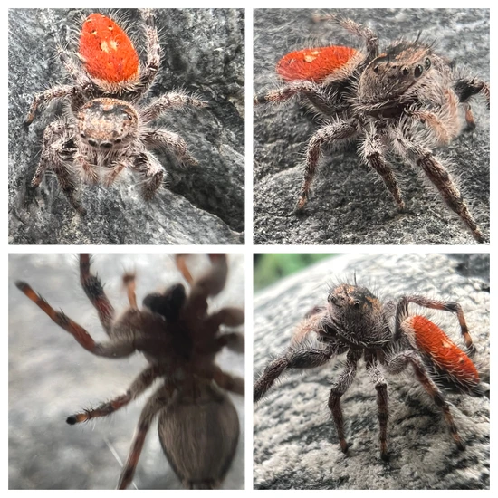 Phiddipus Adumbratus I6 Jumping Spider by Maverick the Jumping Spider