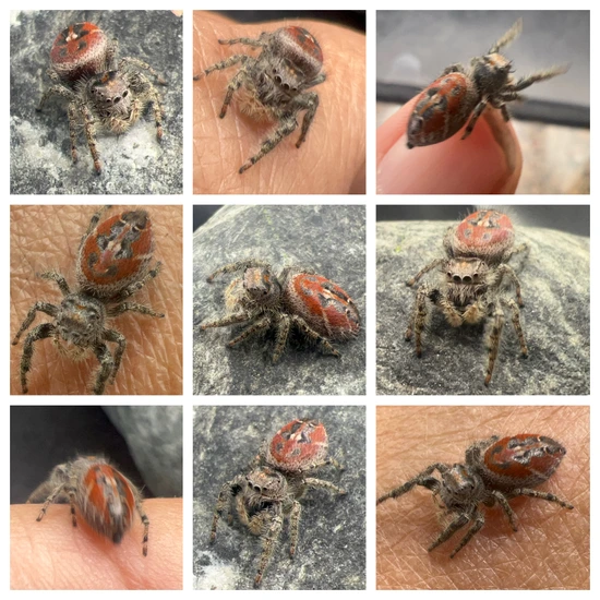 Phiddipus Adumbratus Jumping Spider by Maverick the Jumping Spider