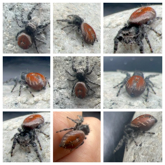 Phiddipus Adumbratus Jumping Spider by Maverick the Jumping Spider