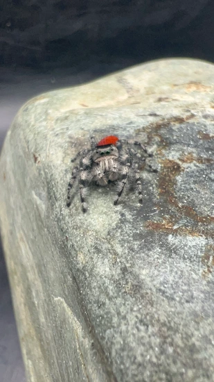 Phiddipus Adumbratus Jumping Spider by Maverick the Jumping Spider
