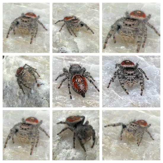 Phiddipus Adumbratus Jumping Spider by Maverick the Jumping Spider
