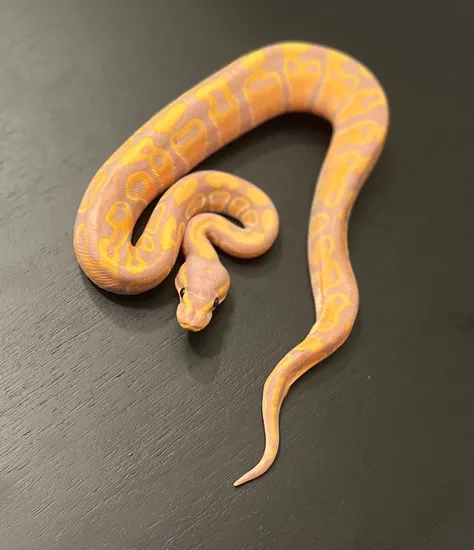 Phantom Coral Glow Ball Python by Murray’s Morphs