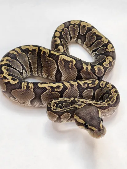 GHI Ghost Ball Python by Mayo's Morphs