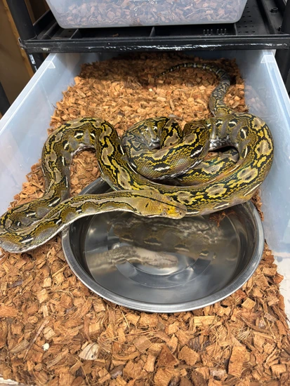 2022 1.0 F1 Mindanao Philippine Reticulated Python by MayRay Exotics
