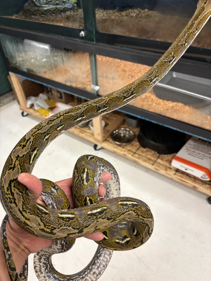 2022 F1 Mindanao Philippine Reticulated Python by MayRay Exotics