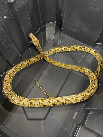F2 Mindanao Philippine Reticulated Python by MayRay Exotics