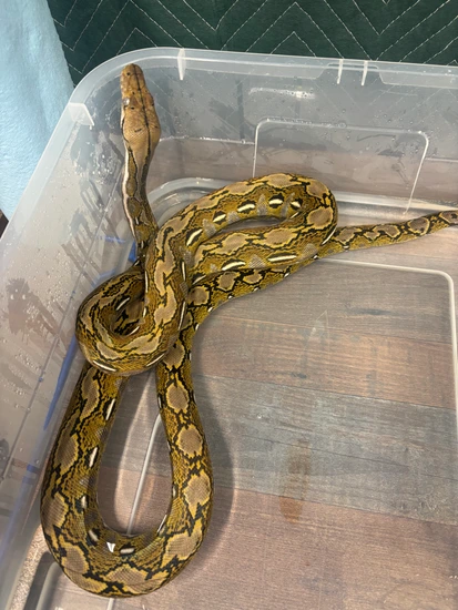 F2 Mindanao Philippine Reticulated Python by MayRay Exotics