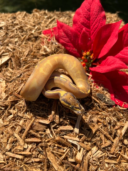 Enchi Highway Ball Python by Maz Morphs