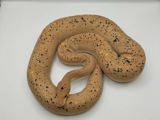 Banana 8Ball Ball Python by Berserker ball pythonz
